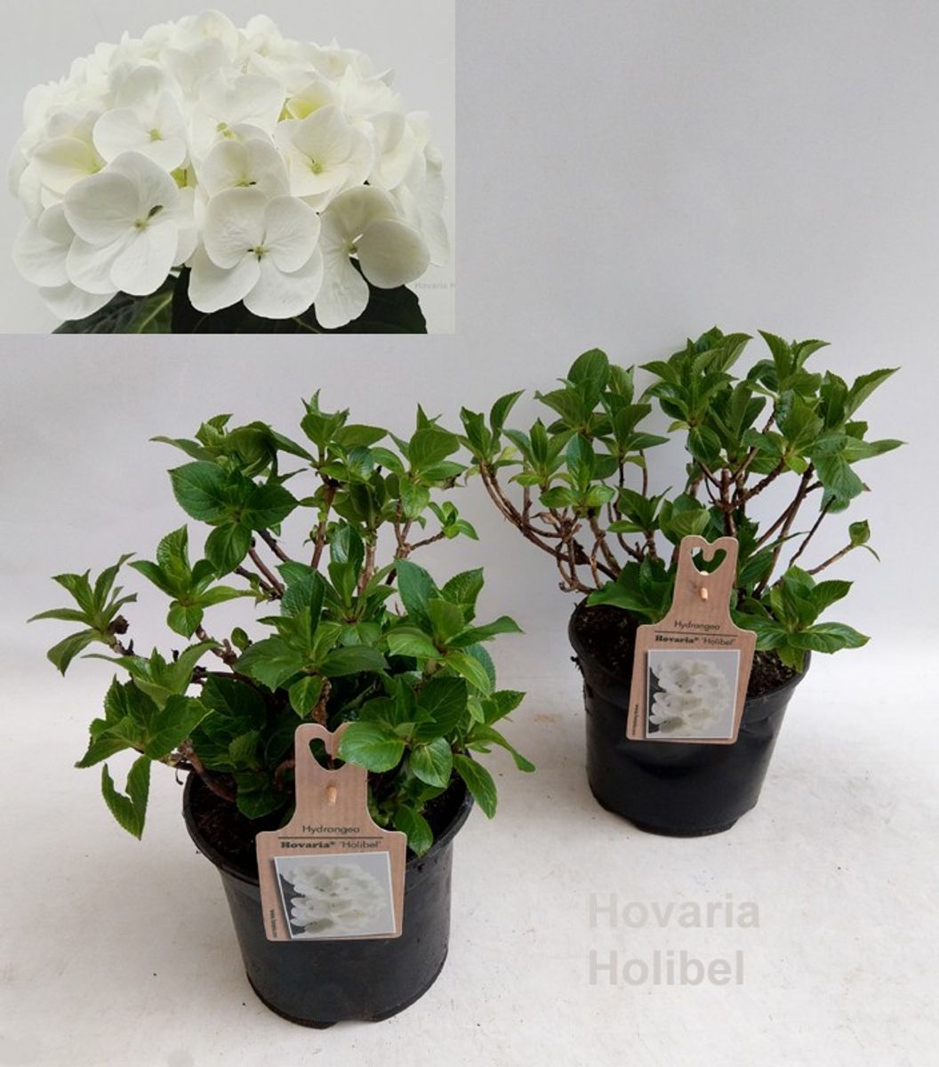 Hydrangea macrophylla HOVARIA HOLIBEL — Plant Wholesale FlorAccess
