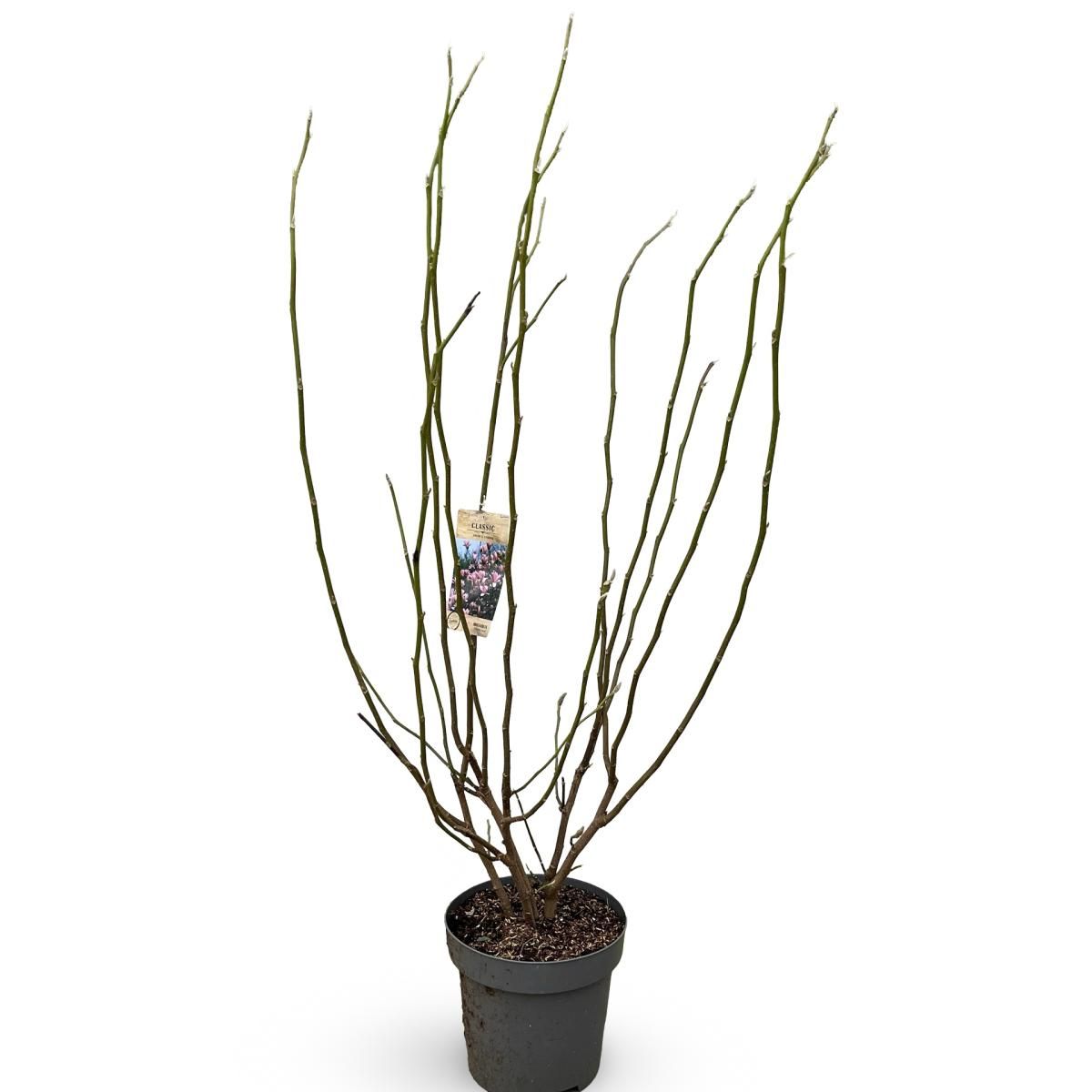 Magnolia 'Heaven Scent' — Plant Wholesale FlorAccess