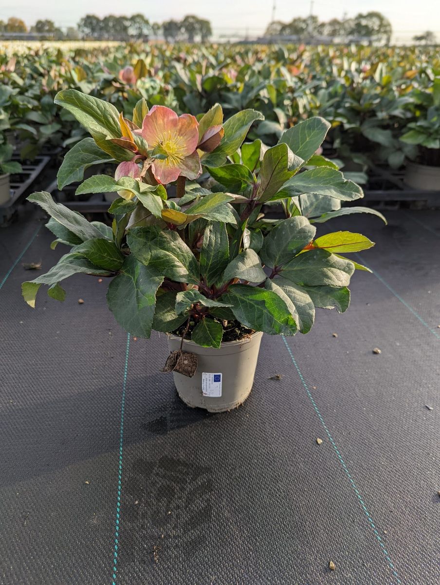 Helleborus x ballardiae HGC SNOW DANCE — Plant Wholesale FlorAccess