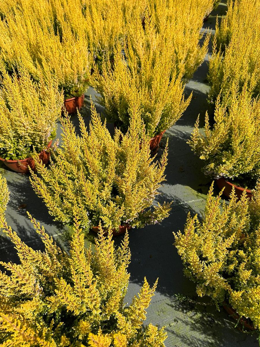 Erica sparsa MIX — Plant Wholesale FlorAccess