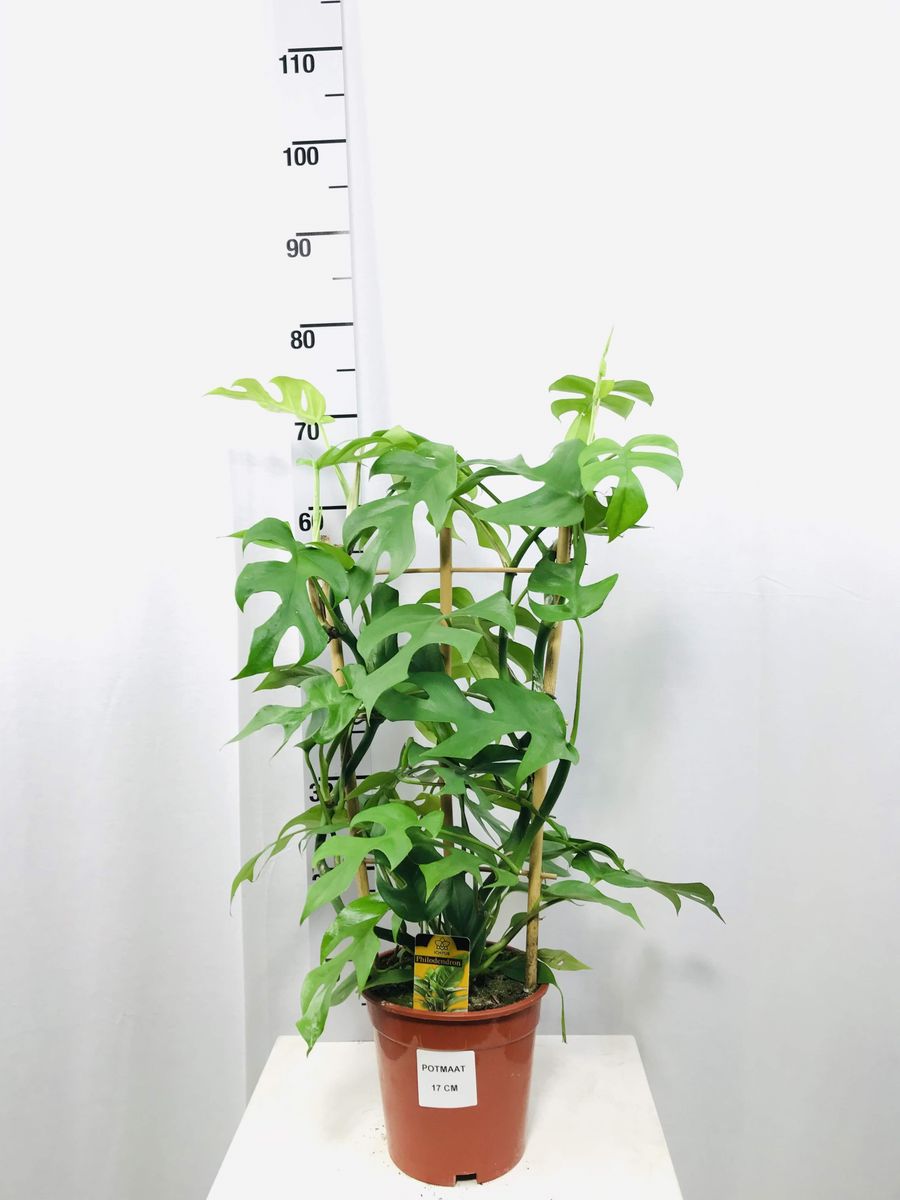 Philodendron 'Minima' — Pflanzengroßhandel FlorAccess