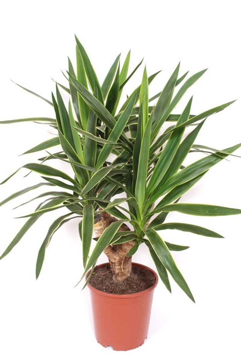 Yucca elephantipes 'Puck' — Plant Wholesale FlorAccess