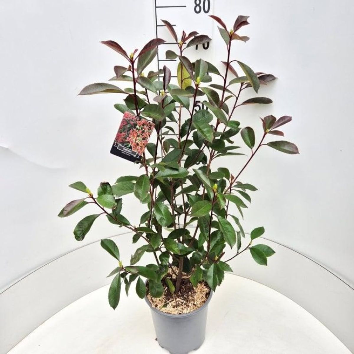 Photinia x fraseri 'Red Robin' — Plant Wholesale FlorAccess