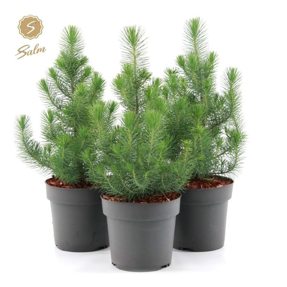 Pinus pinea 'Silver Crest' — Groothandel in planten FlorAccess