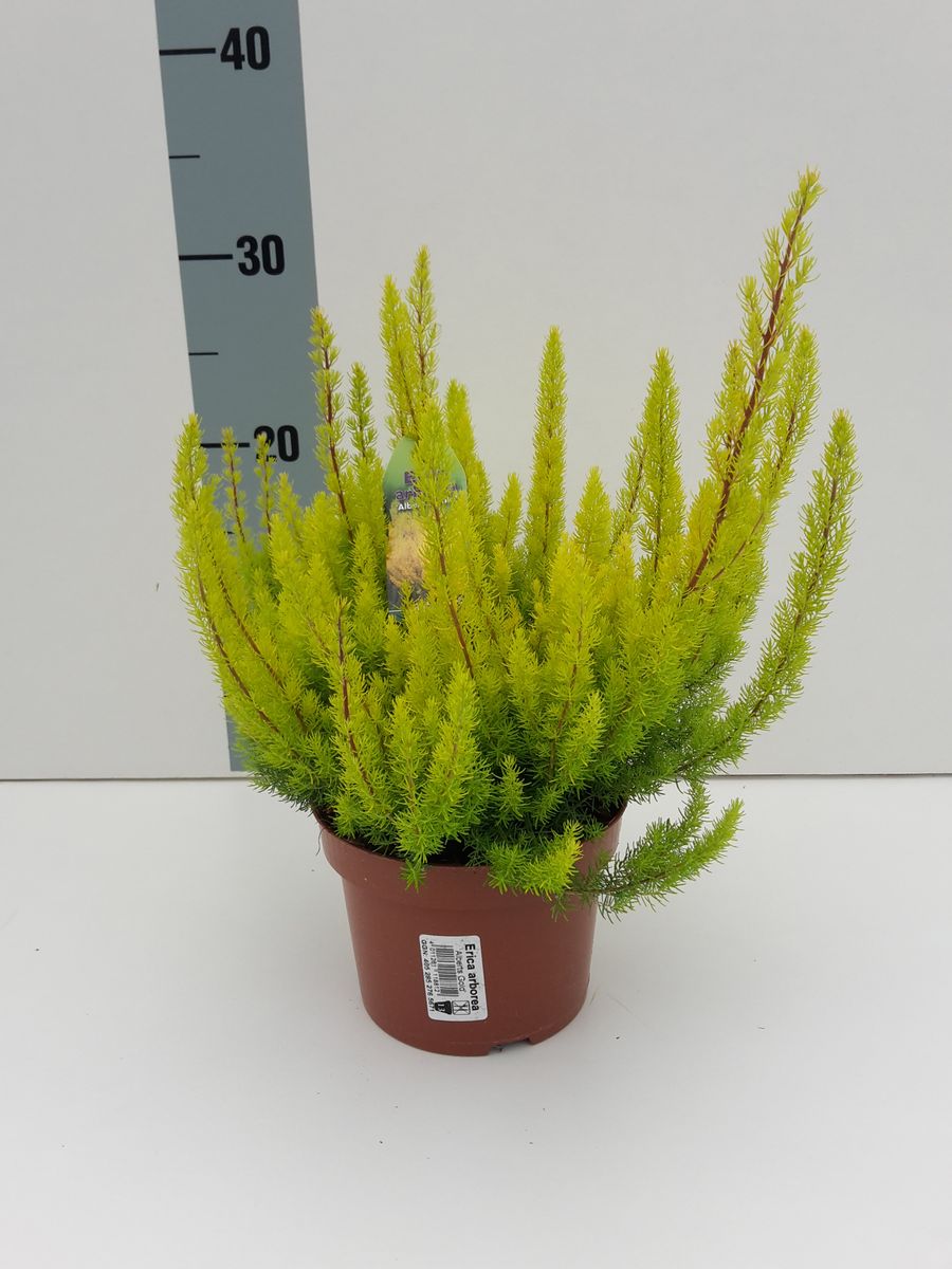 Erica arborea 'Albert's Gold' — Grossiste en Plantes FlorAccess