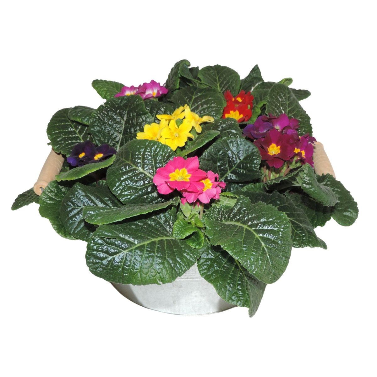 Primula ACAULIS MIX — Plant Wholesale FlorAccess