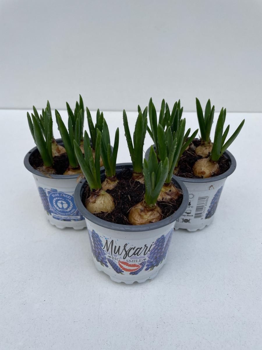 Muscari 'Big Smile' — Plant Wholesale FlorAccess