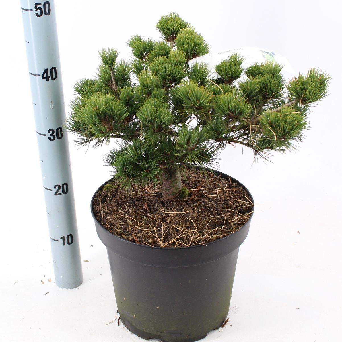 Pinus parviflora 'Kokuho' — Рослини оптом FlorAccess