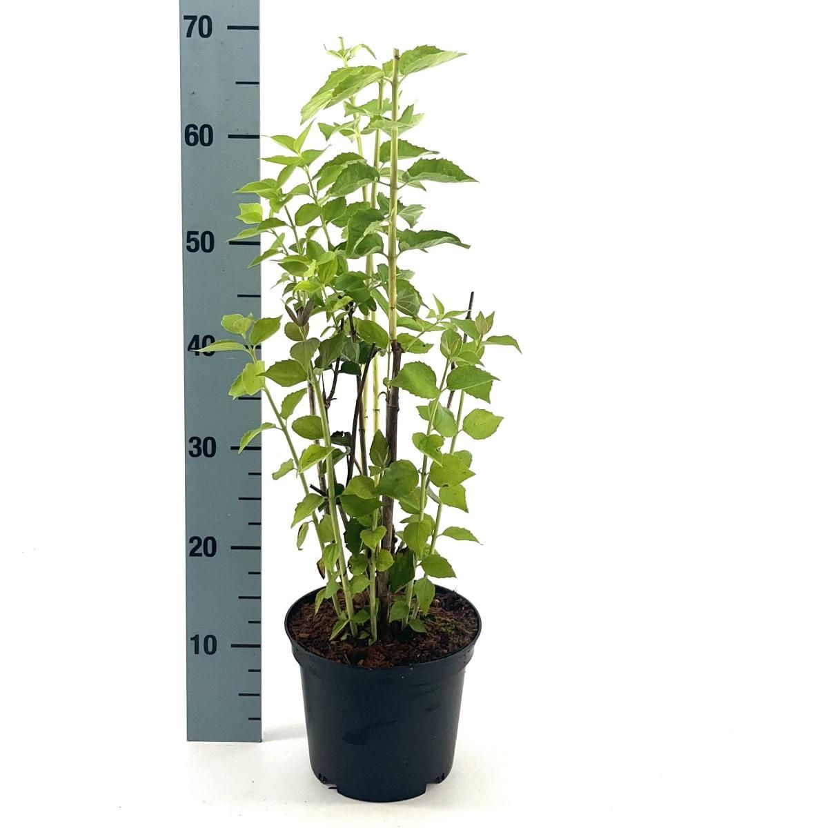 Philadelphus 'Minnesota Snowflake' — Plant Wholesale FlorAccess