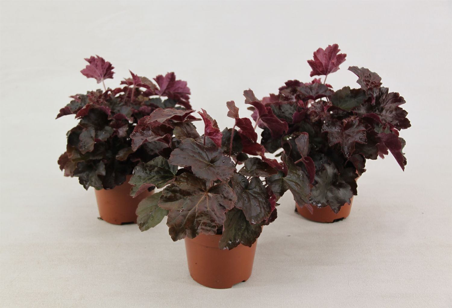 Heuchera micrantha 'Palace Purple' — Рослини оптом FlorAccess