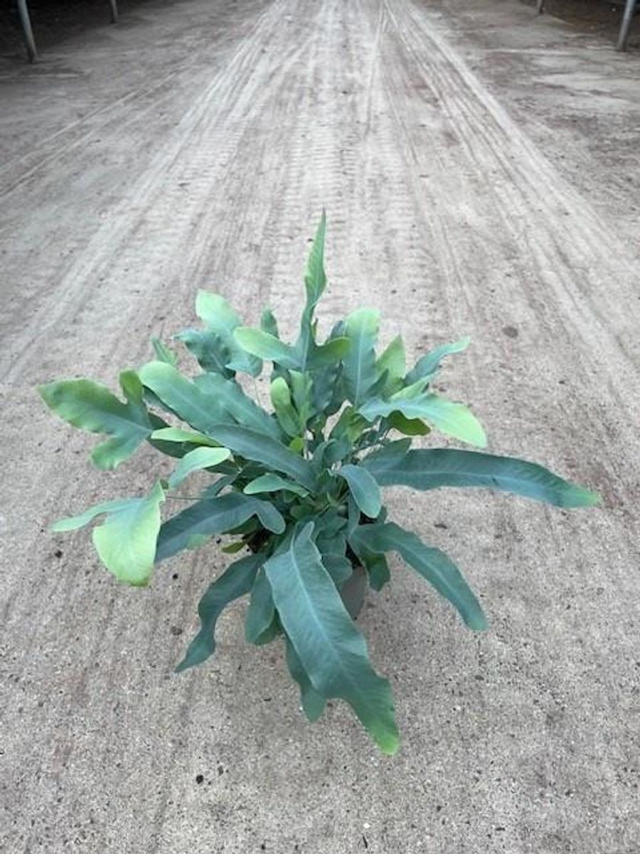 Phlebodium aureum — Plant Wholesale FlorAccess