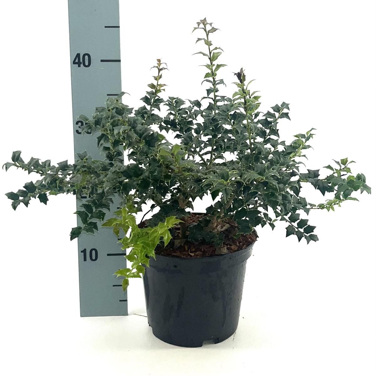Ilex pernyi 'Compacta' — Plant Wholesale FlorAccess