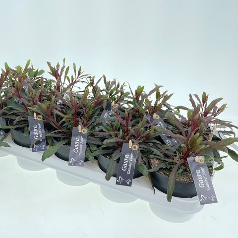 Gaura lindheimeri 'Gambit Compact Pink' — Plant Wholesale FlorAccess