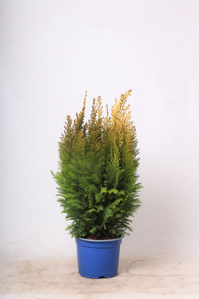 Chamaecyparis lawsoniana 'Ellwood's Empire' — Plant Wholesale FlorAccess