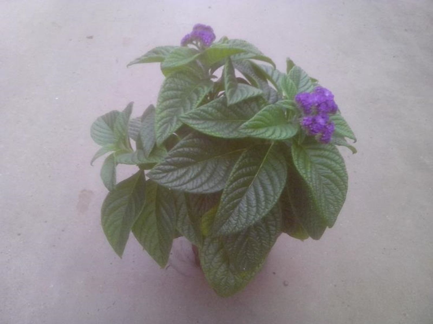 Heliotropium arborescens MARINO BLUE — Plant Wholesale FlorAccess