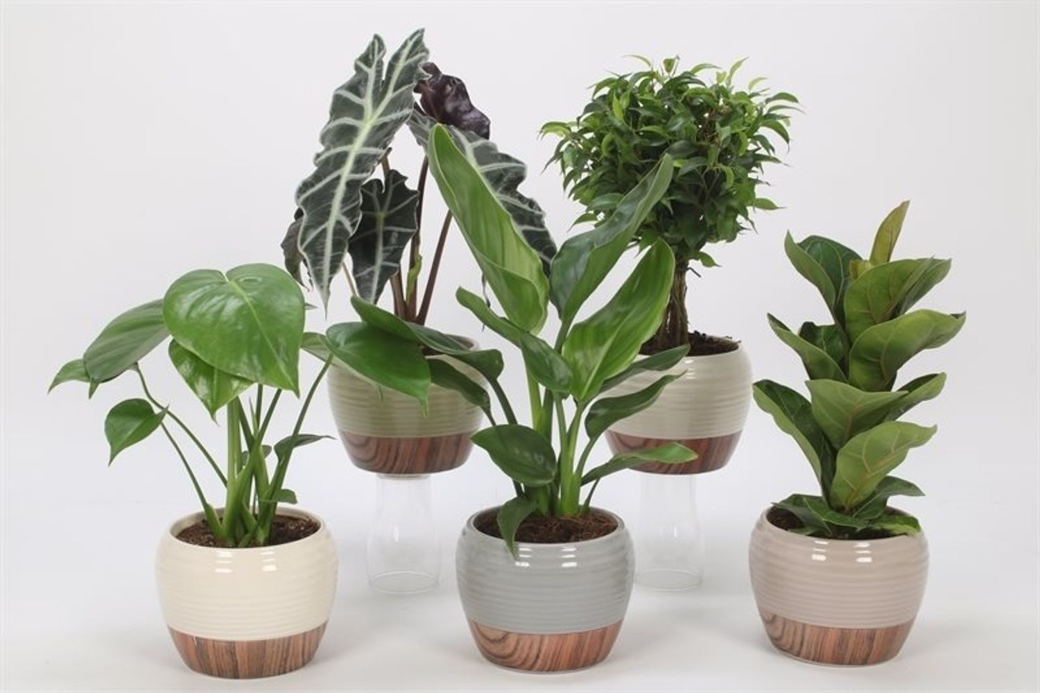 Houseplants MIX — Plant Wholesale FlorAccess