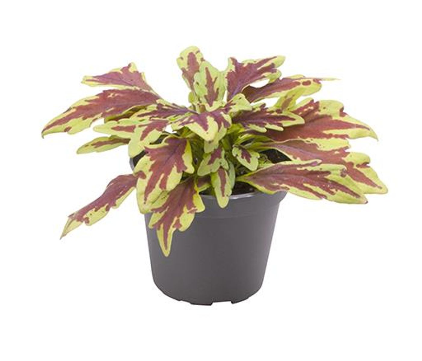 Plectranthus scutellarioides 'Le Freak' — Plant Wholesale FlorAccess