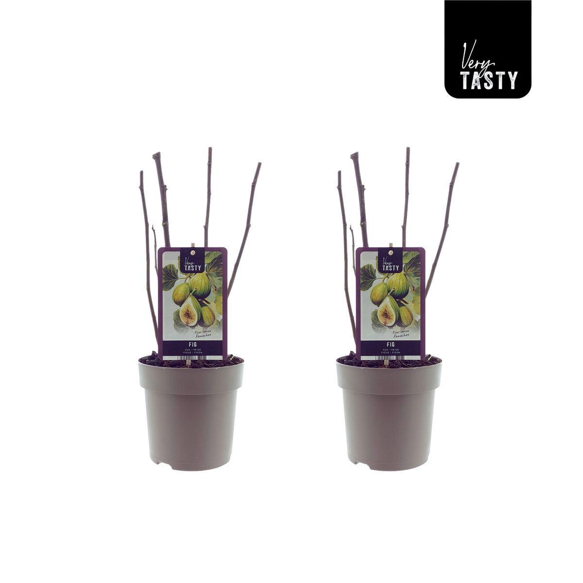 Ficus carica 'Panachée' — Plant Wholesale FlorAccess