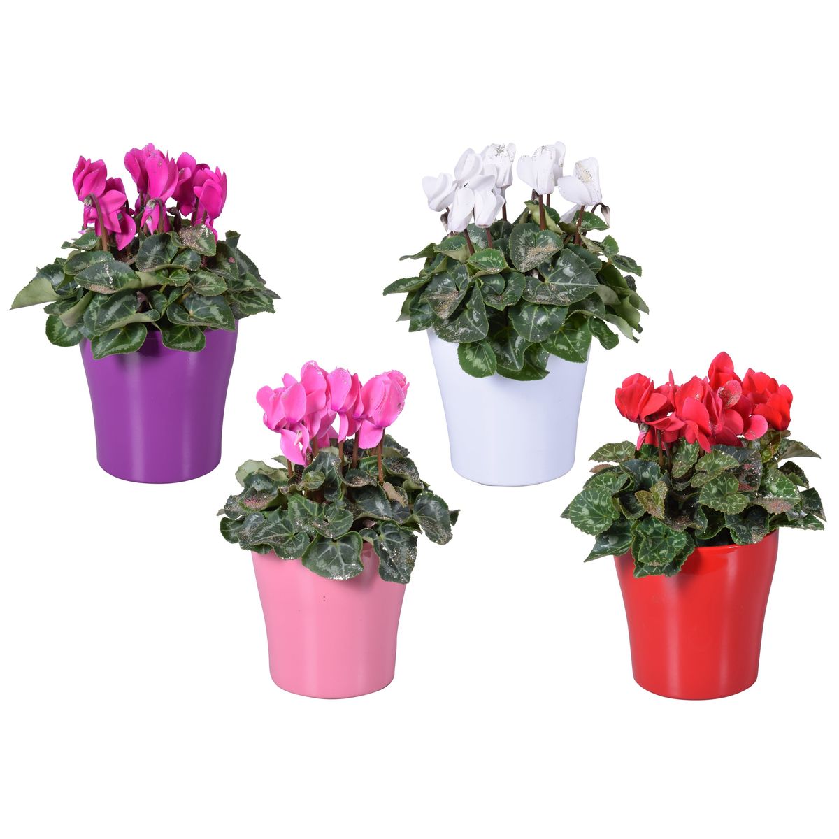 Cyclamen persicum SUPER SERIE S ALLURE MIX — Plant Wholesale FlorAccess