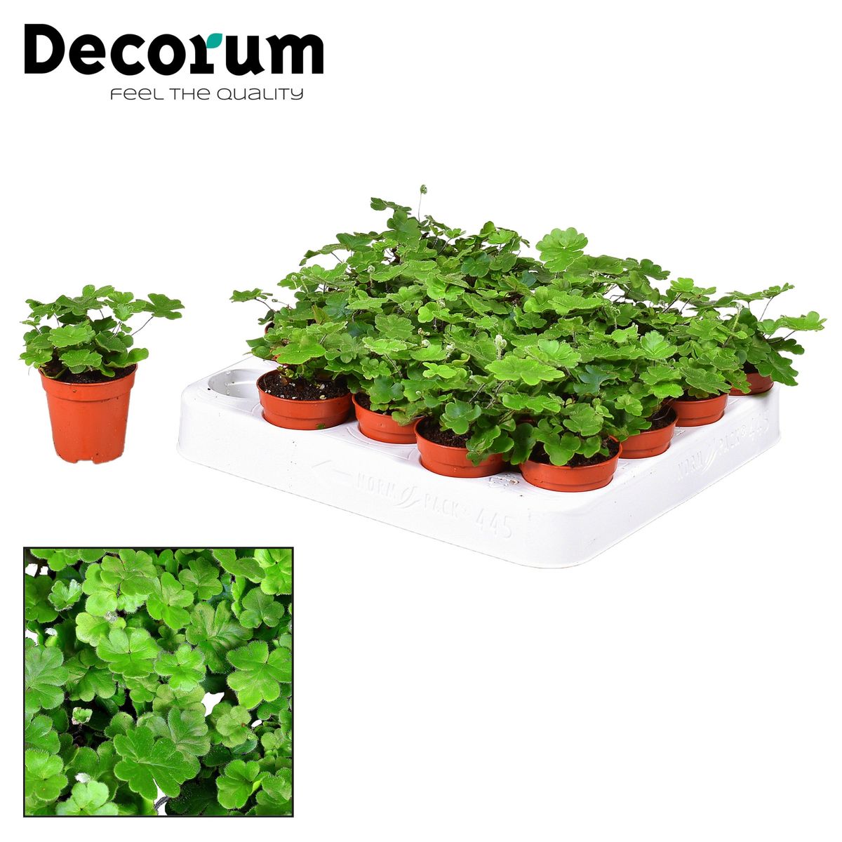 Doryopteris cordata — Plant Wholesale FlorAccess