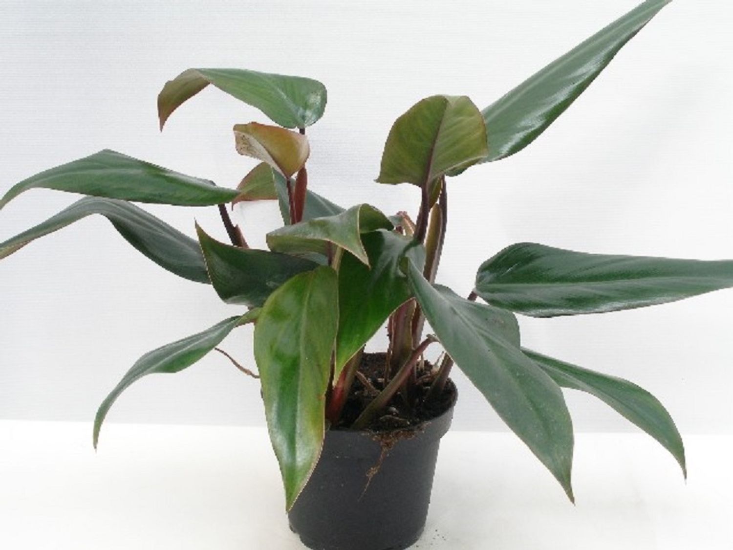 Philodendron 'Ruby' — Plant Wholesale FlorAccess