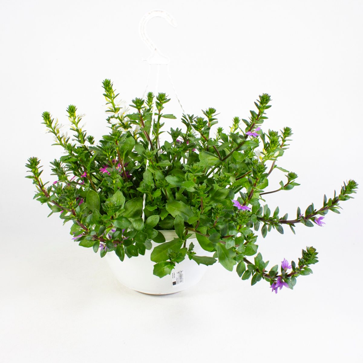 Scaevola aemula MIX IN POT — Plant Wholesale FlorAccess