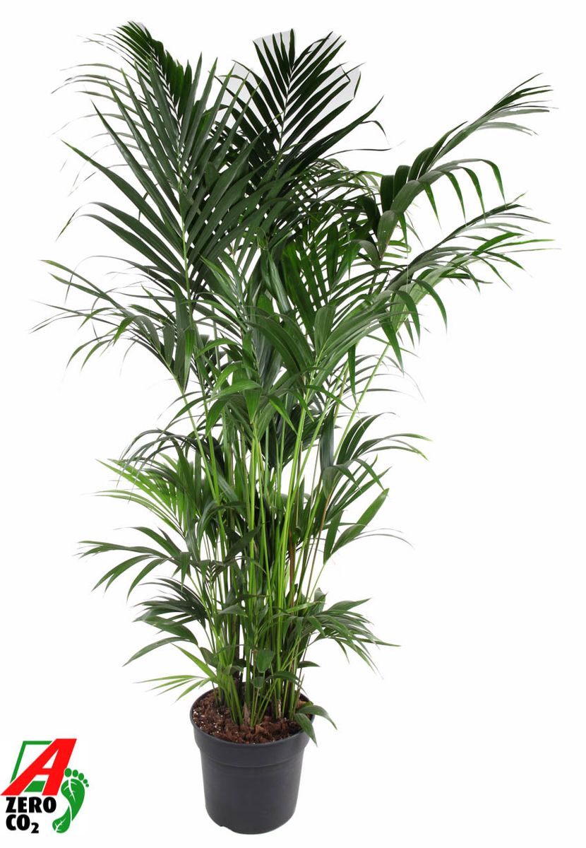 Howea forsteriana — Plant Wholesale FlorAccess