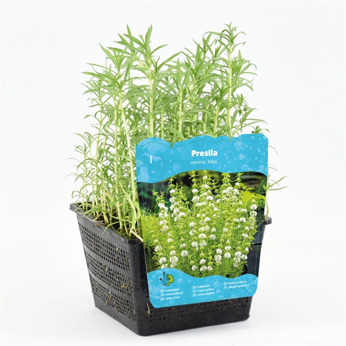 Mentha cervina 'Alba' — Plant Wholesale FlorAccess