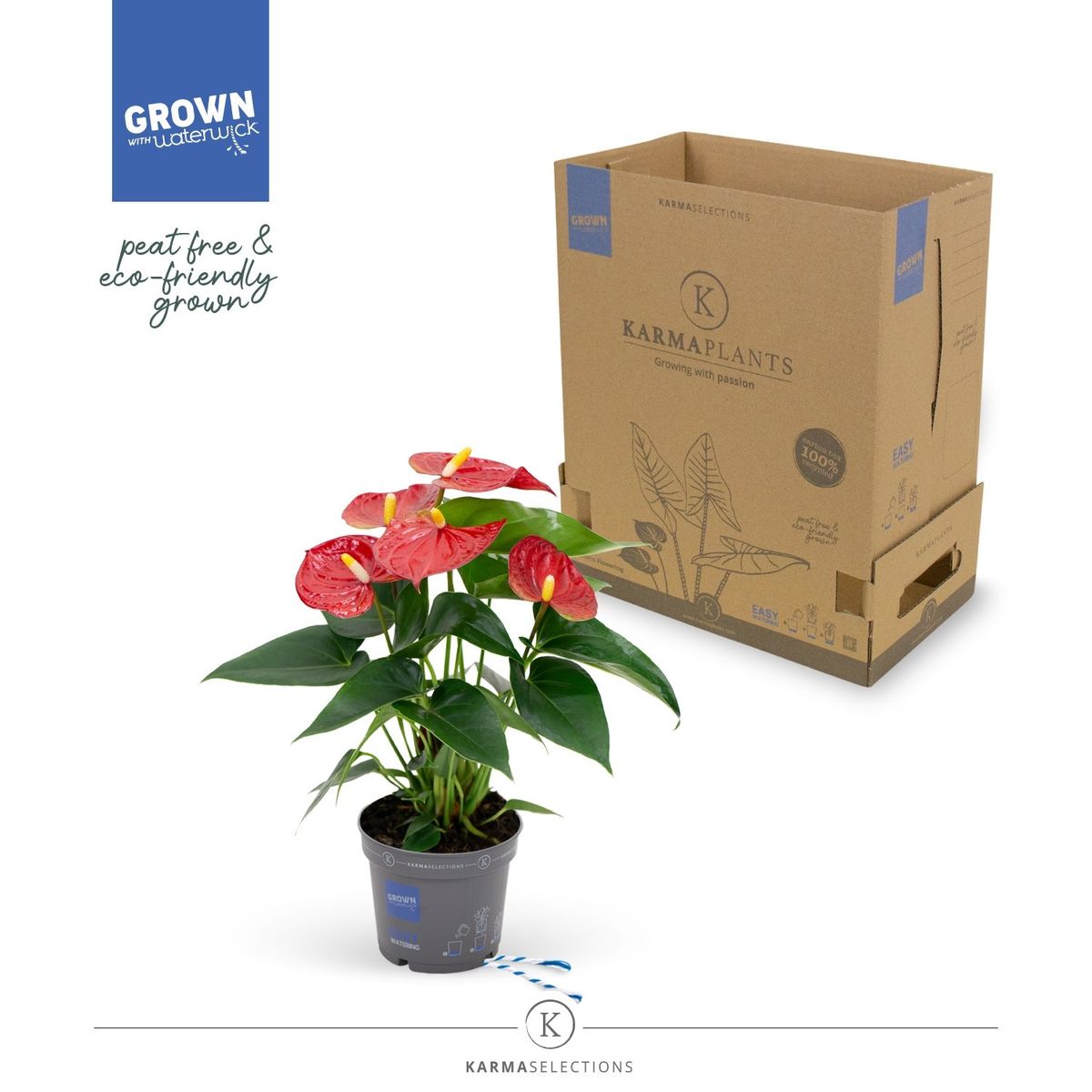 Anthurium KARMA RED — Plant Wholesale FlorAccess