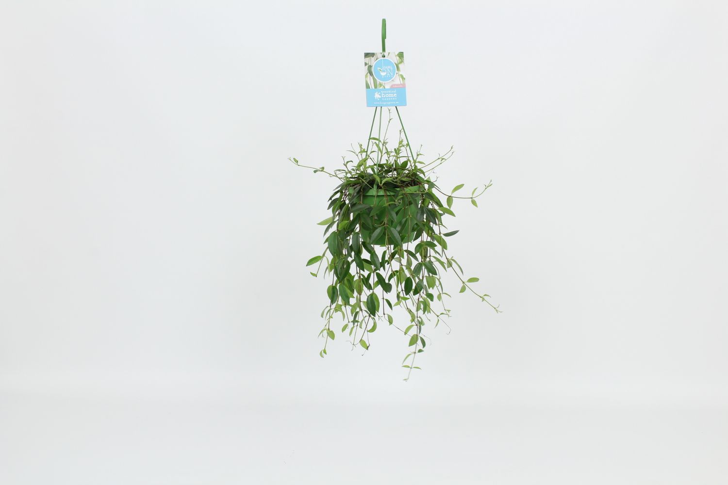 Codonanthe Crassifolia FlorAccess Codonanthe Crassifolia FlorAccess