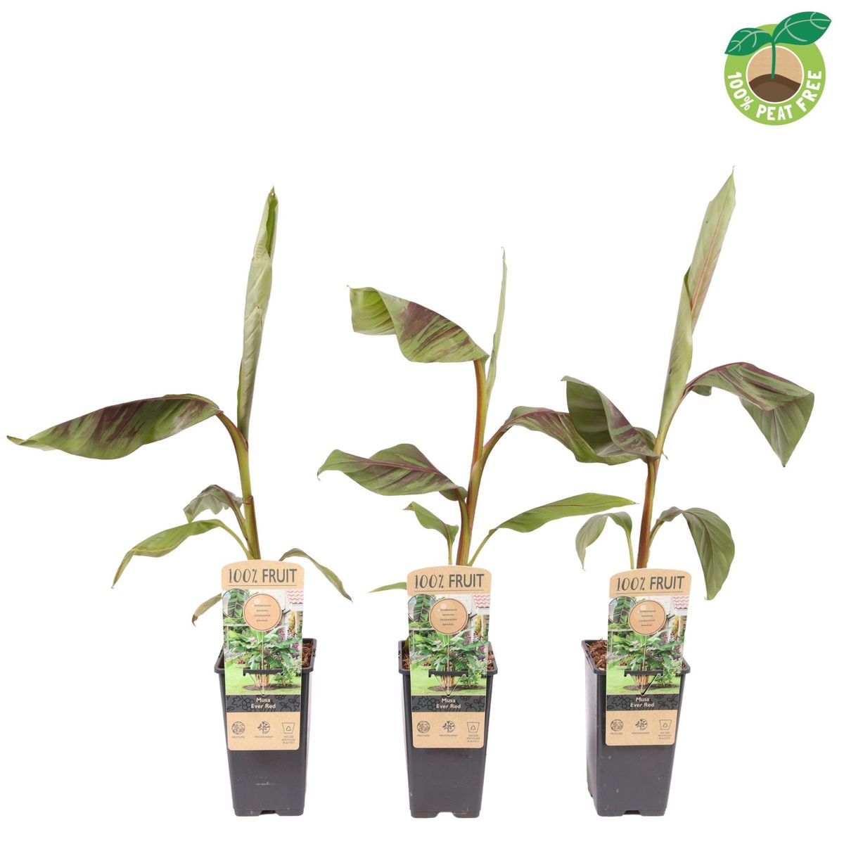 Musa sikkimensis 'Ever Red' — Рослини оптом FlorAccess