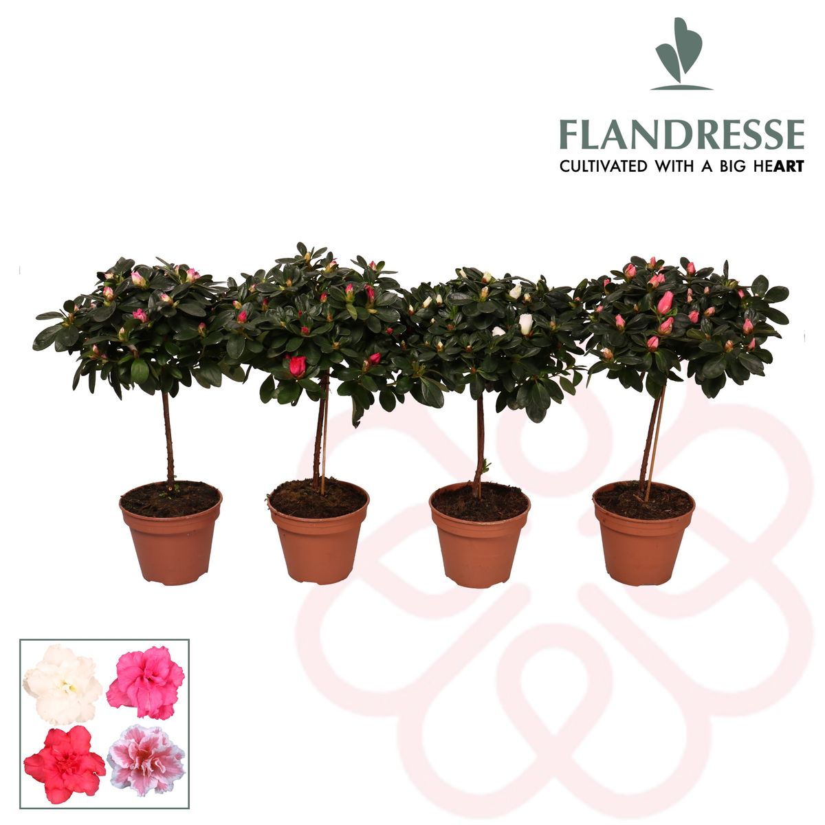 Rhododendron AZALEA MIX — Рослини оптом FlorAccess