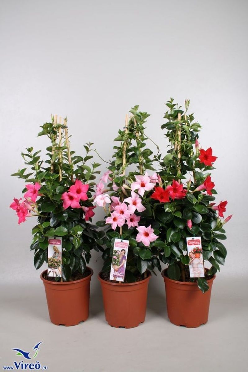 Mandevilla MIX — Plant Wholesale FlorAccess