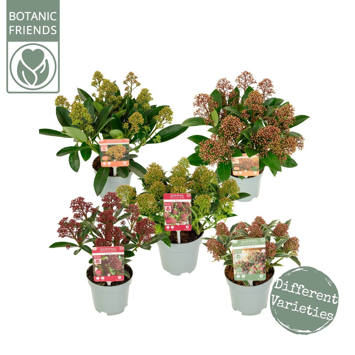 Skimmia japonica MIX — Plant Wholesale FlorAccess