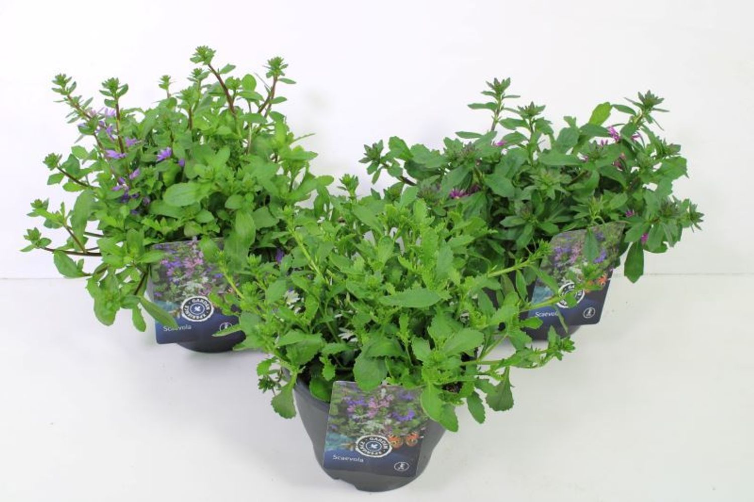 Scaevola aemula MIX — Plant Wholesale FlorAccess