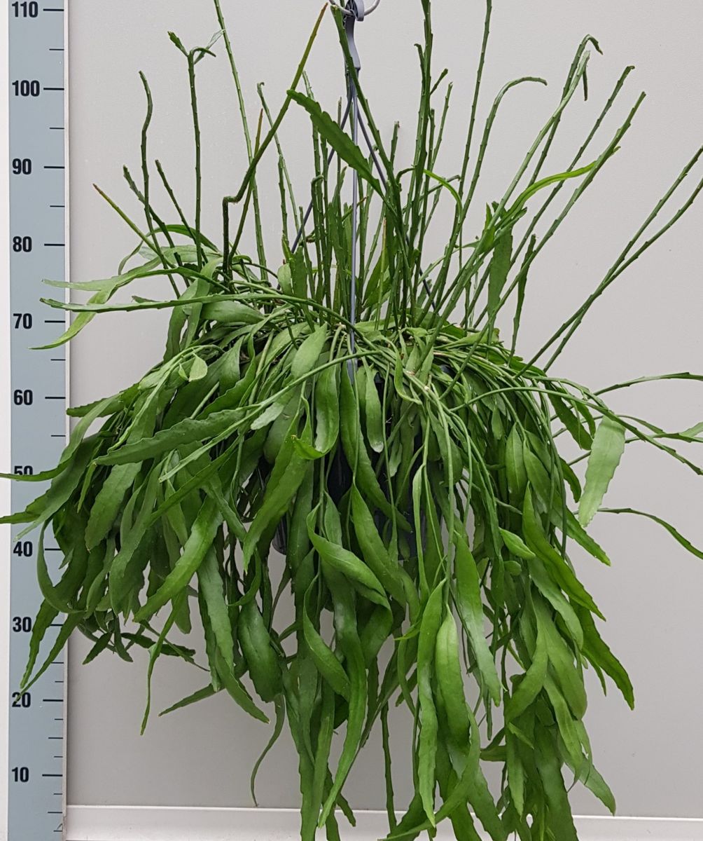 Rhipsalis RAMALORIS — Plant Wholesale FlorAccess
