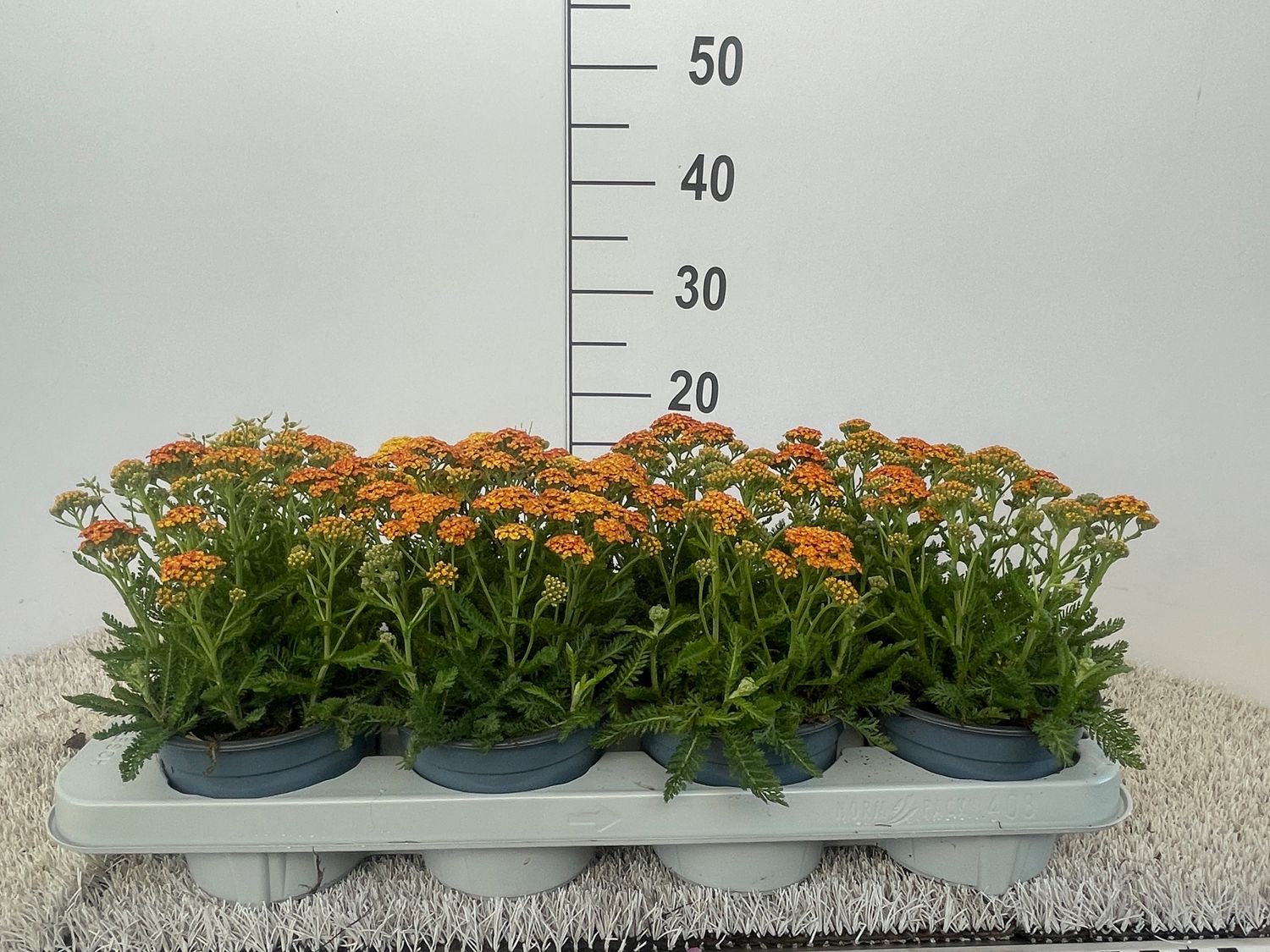 Achillea millefolium MIX — Plant Wholesale FlorAccess