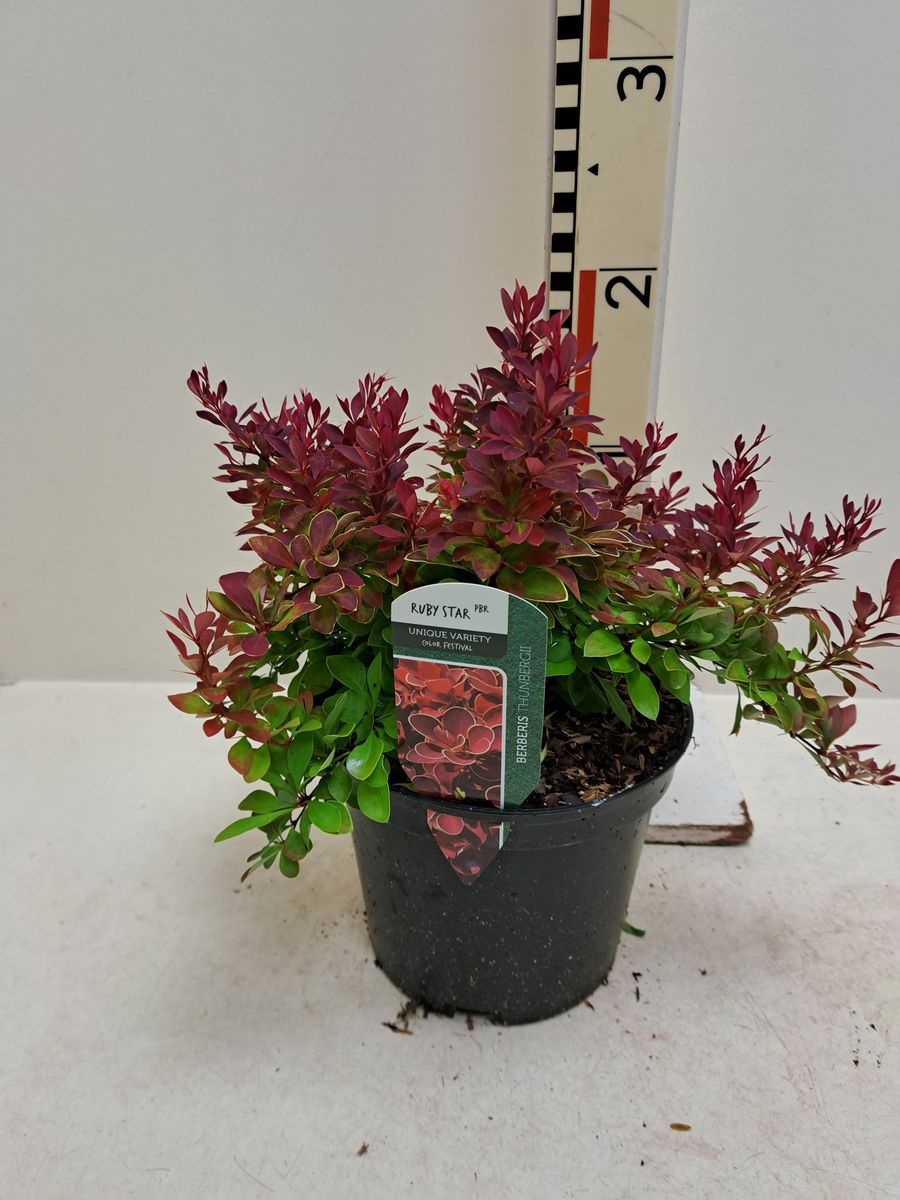 Berberis thunbergii 'Ruby Star' — Plant Wholesale FlorAccess