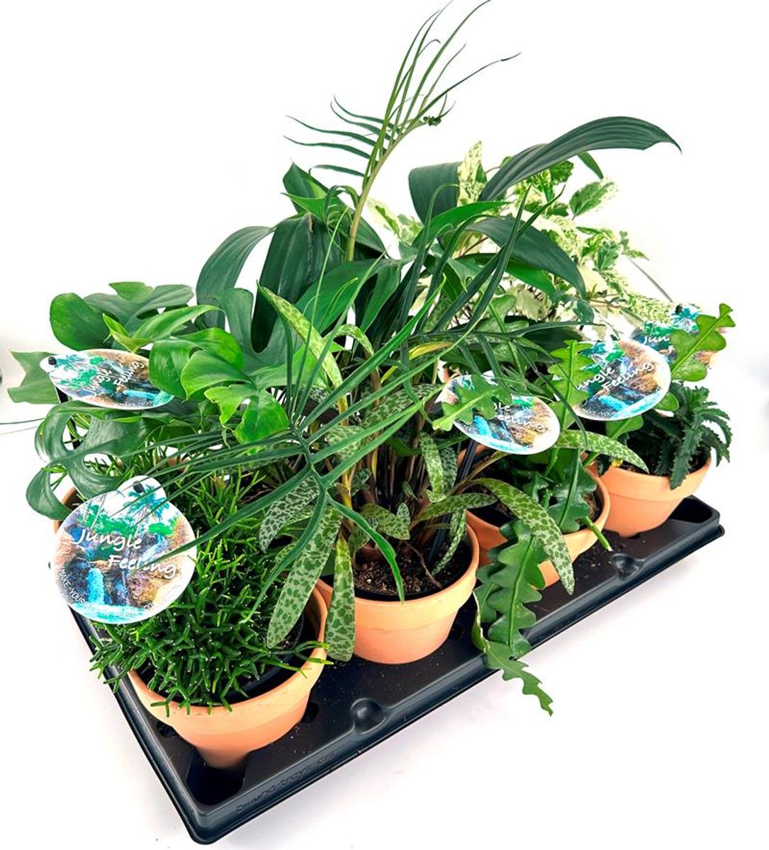 Houseplants MIX — Plant Wholesale FlorAccess