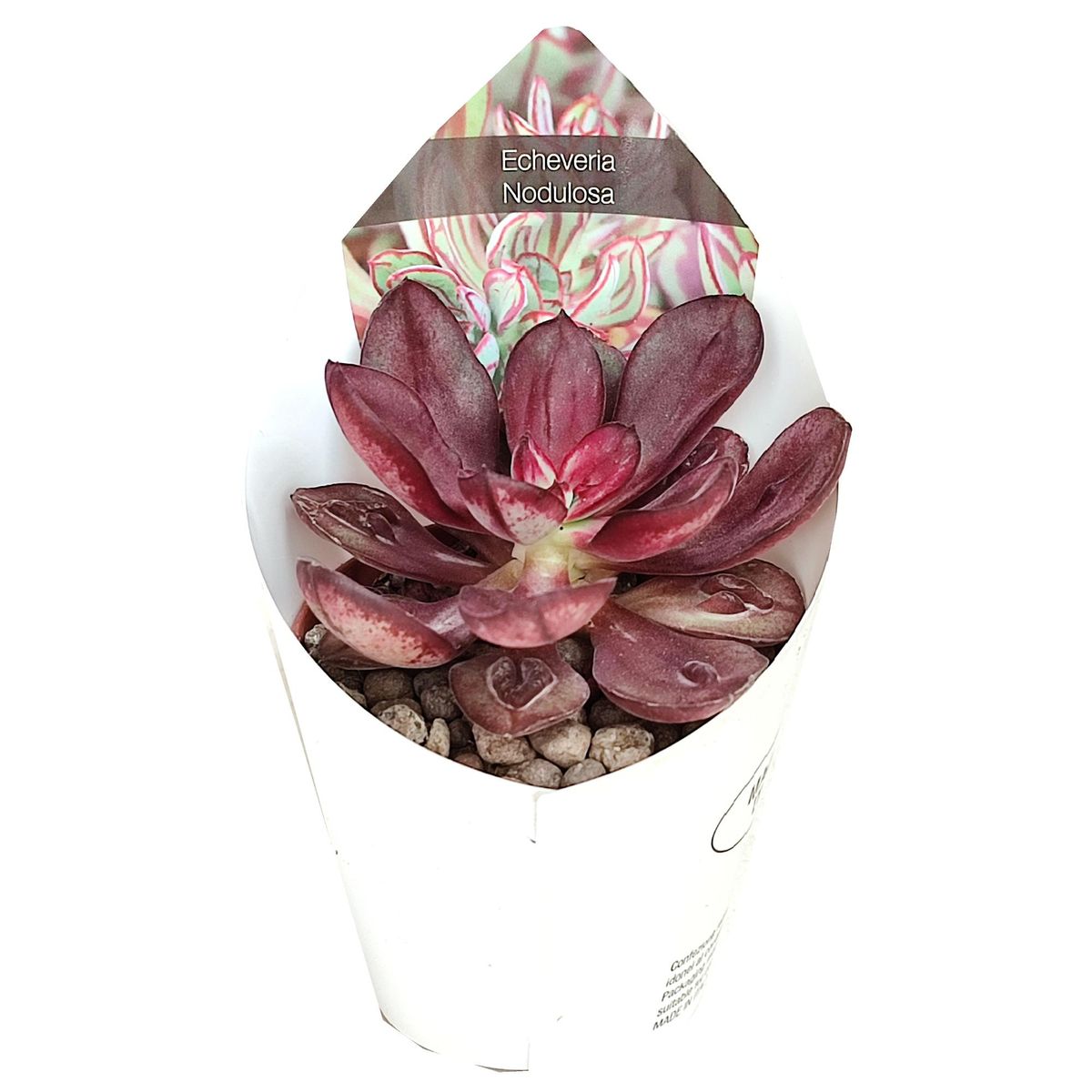 Echeveria nodulosa 'Maruba Beni-tsukasa' — Plant Wholesale FlorAccess