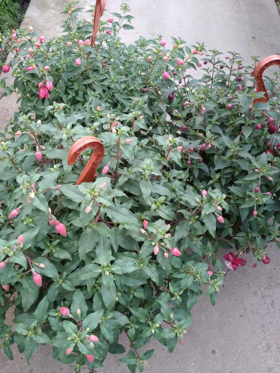 Fuchsia MIX — Plant Wholesale FlorAccess