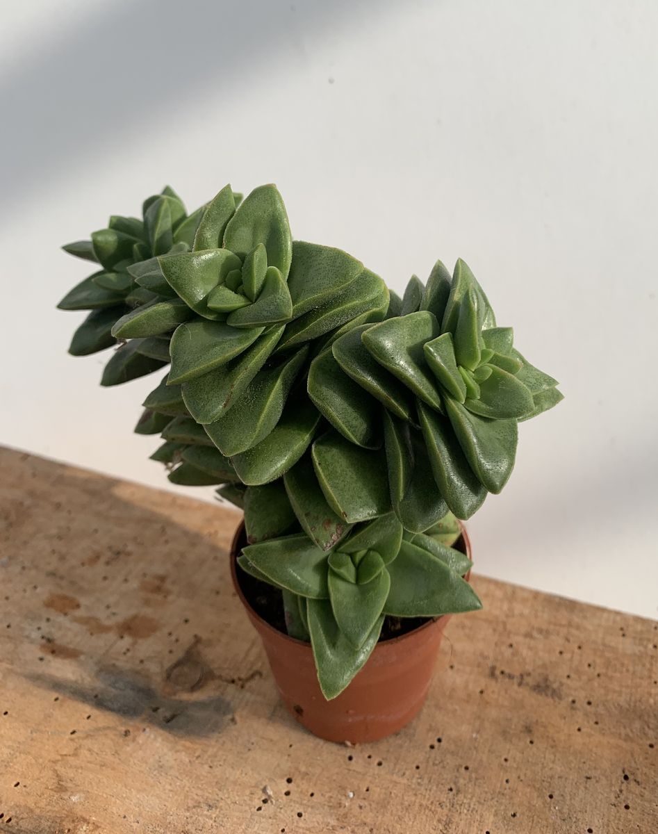 Crassula rupestris — Plant Wholesale FlorAccess