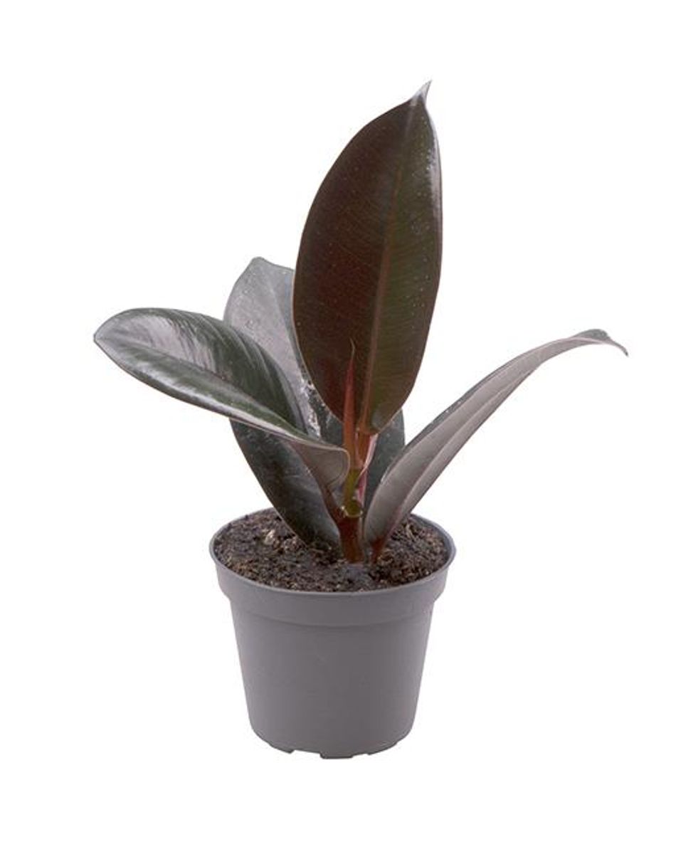 Ficus elastica 'Robusta' — Plant Wholesale FlorAccess