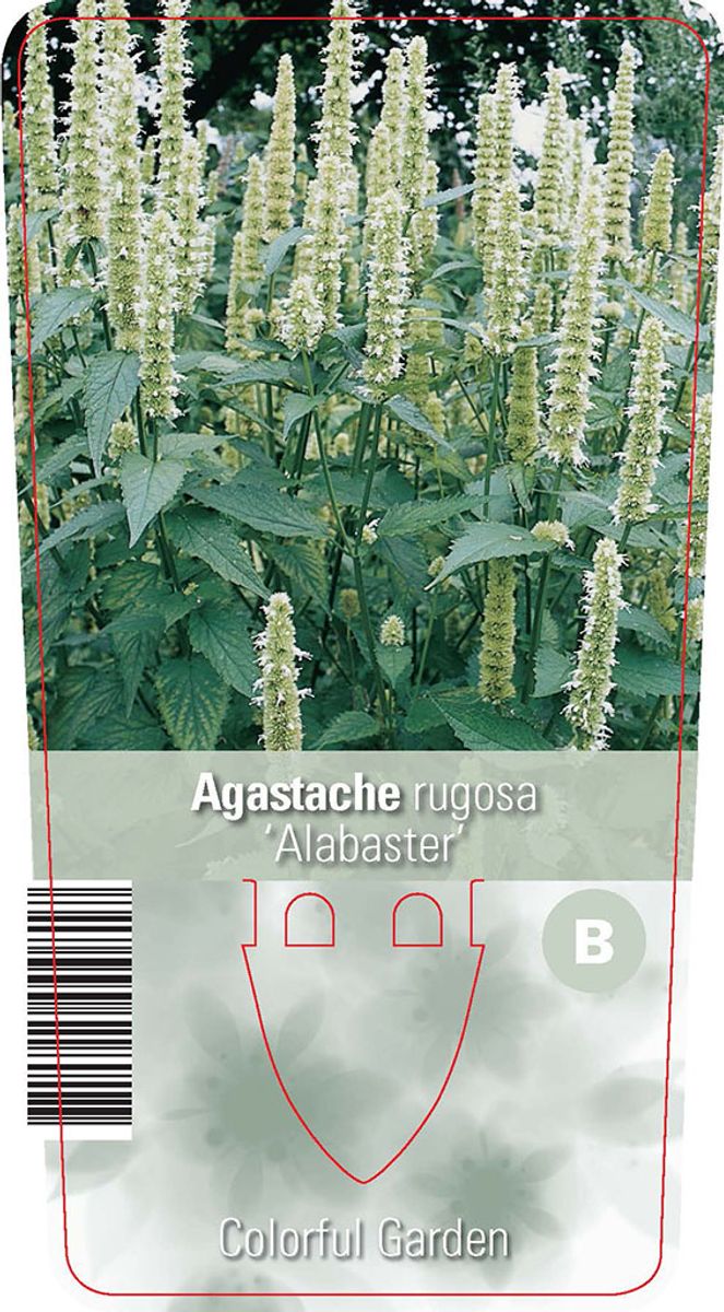 Agastache rugosa 'Alabaster' — Plant Wholesale FlorAccess