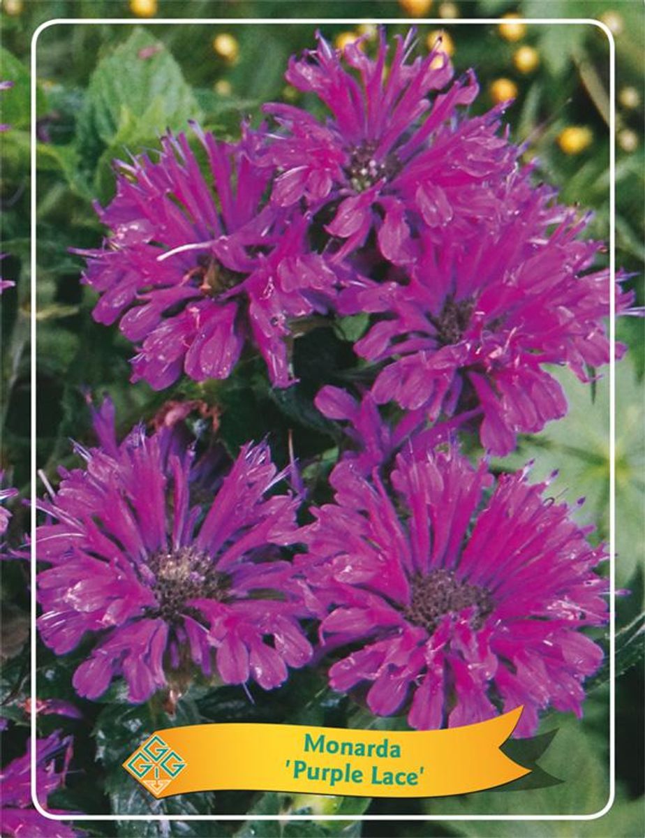 Monarda 'Purple Lace' — Plant Wholesale FlorAccess