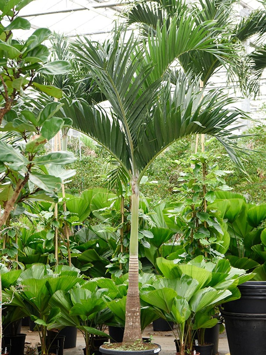 Adonidia merrillii — Plant Wholesale FlorAccess
