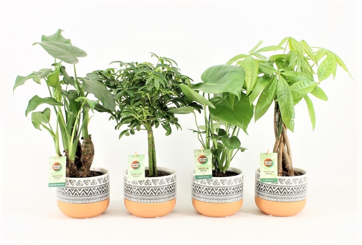 Plantas de interior MIX — Mayorista de plantas FlorAccess