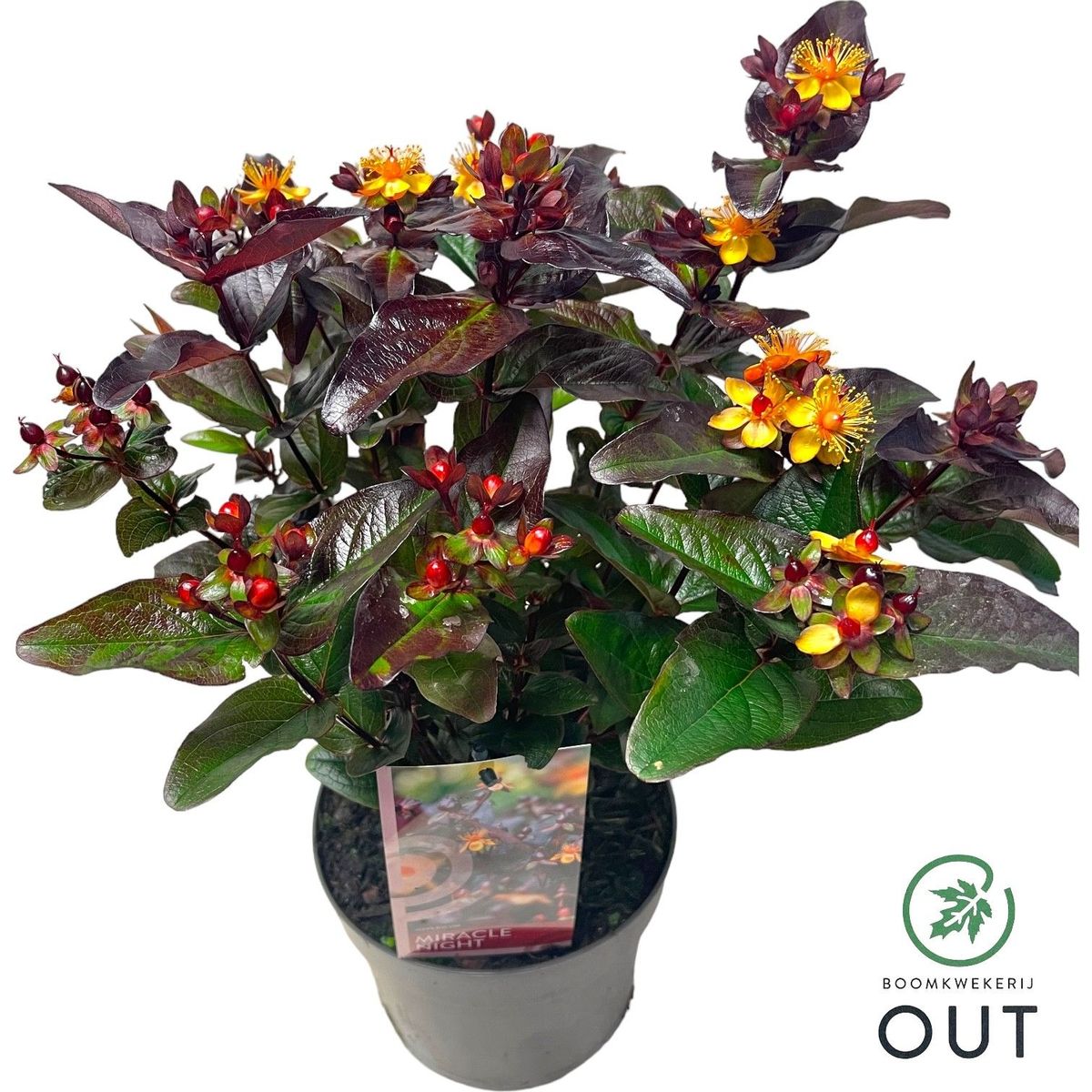 Hypericum MIRACLE NIGHT — Vendita all'ingrosso piante FlorAccess