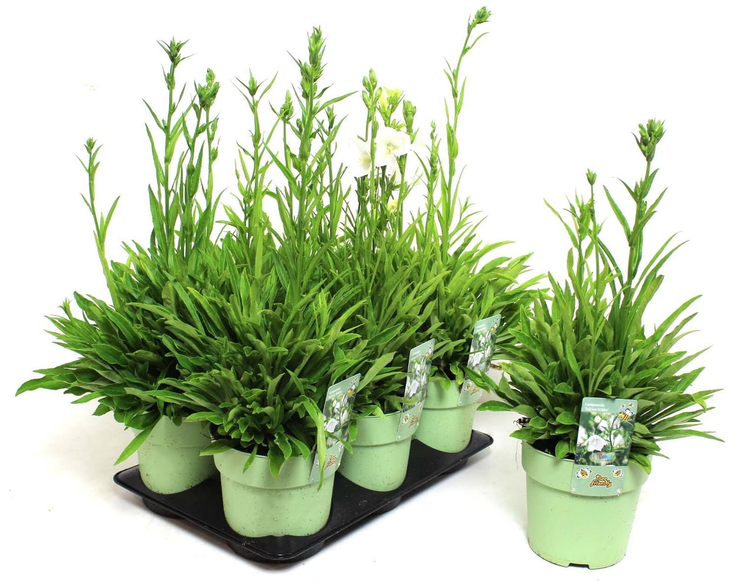 Campanula persicifolia 'Takion White' — Plant Wholesale FlorAccess