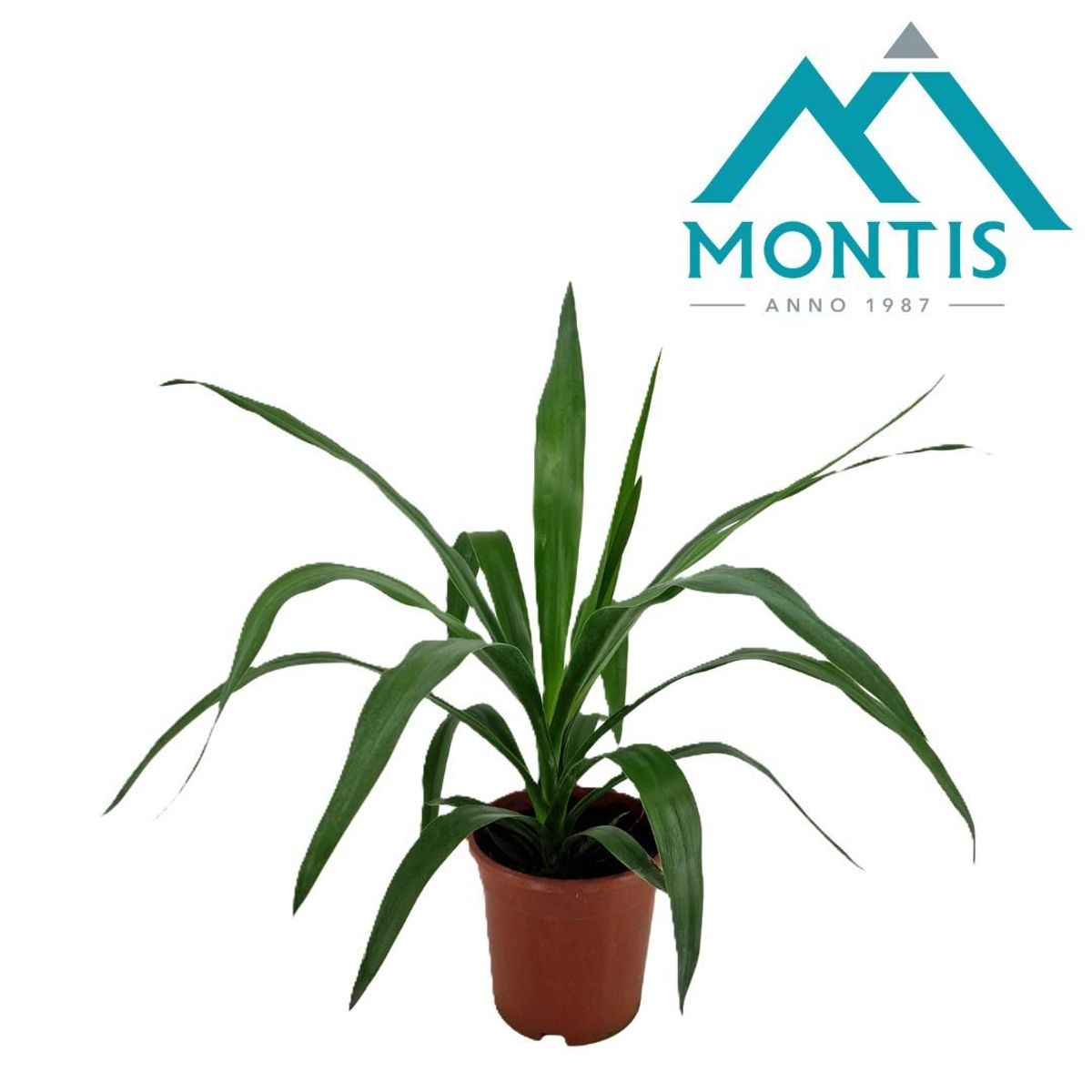 Yucca elephantipes — Grossiste en Plantes FlorAccess